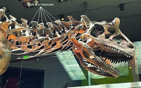 Head And Neck Of Mounted Carnotaurus Sastrei Cast Lacm 127704 In Right