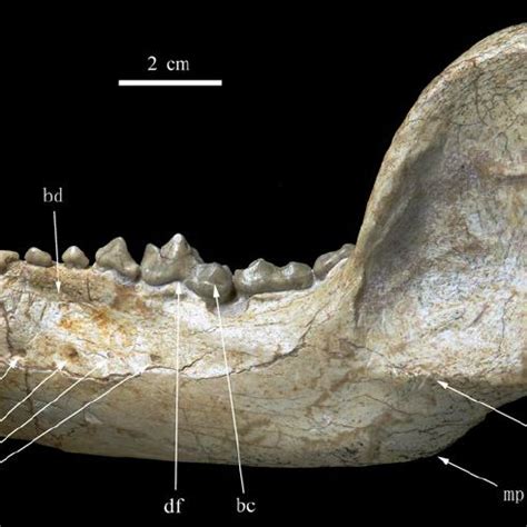 Ursavus Tedfordi Sp Nov Hmv 1453 Holotype Mandible Left Lateral