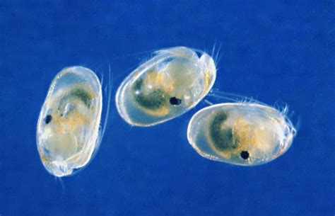 ウミホタルうみほたるとは？ 意味や使い方 コトバンク