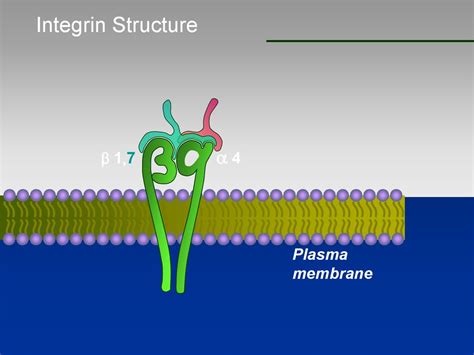 Inflammatory Bowel Diseases Online Presentation