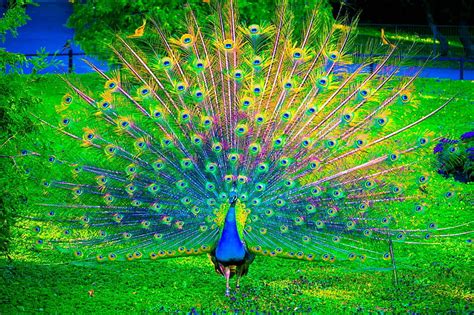 1920x1080px Free Download Hd Wallpaper Blue And Multicolored Peacock Illustration Nature