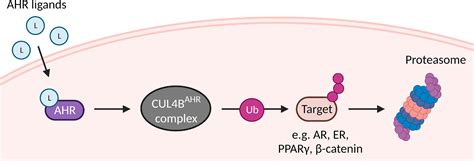 Functions Of The Aryl Hydrocarbon Receptor Ahr Beyond The Canonical Ahrarnt Signaling Pathway