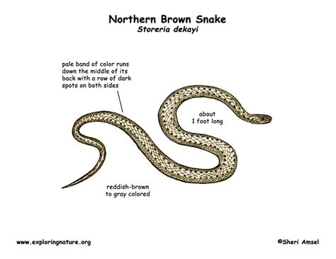 DIAGRAM Sea Snake Diagram MYDIAGRAM ONLINE