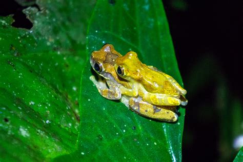 Mating Hourglass Treefrogs Lrg EscapingAbroad Com