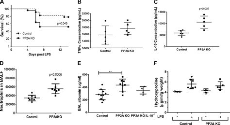 Figure 1 From Loss Of Myeloid Specific Protein Phosphatase 2a Enhances