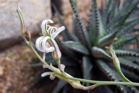 How To Grow And Care For Zebra Haworthia Gardeners Path