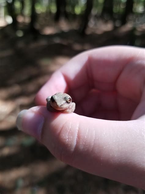 Tiny Lizard Rtinyunits