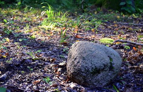 숲에서 지상에 가까이 또는 이끼 잔디 및 작은 식물와 큰 바위 또는 총 중간에 볼 더가을에 덮여 토양으로 공공 공원의 부분인 무어 0명에 대한 스톡 사진 및 기타 이미지