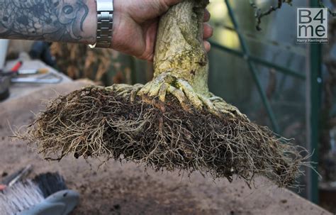 Bonsai Me Devoted To The Art And Practice Of Bonsai