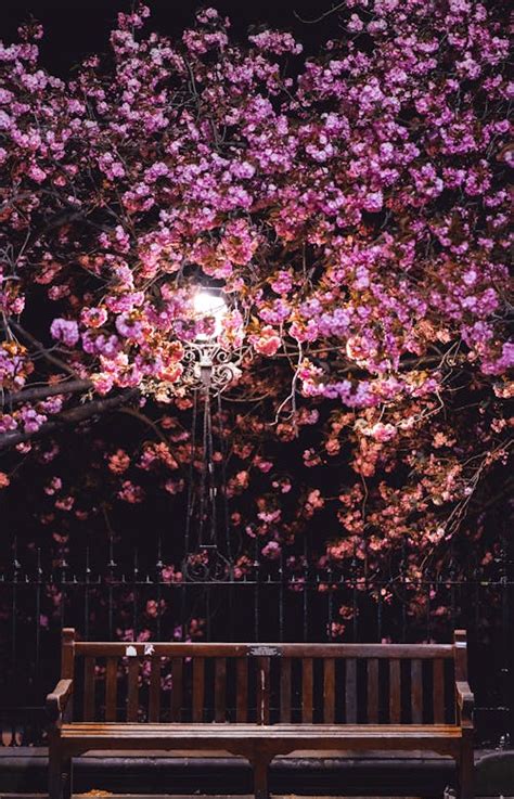 개화 꽃 꽃가루 꽃이 피는 꽃잎 봄 선명한 섬세한 성장 식물군 식물의 신선에 관한 무료 스톡 사진