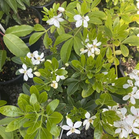 Deciduous And Evergreen Shrubs Lushingtons