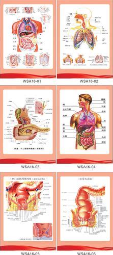 身体构造结构图器官图 配图网
