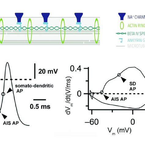 Action Potential Generation A Ultrastructure Of The Axon Initial