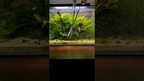 Trimming Java Moss Fishtank Fish Aquarium Plants Aquascape
