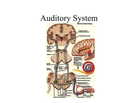 Ppt Auditory System Powerpoint Presentation Free Download Id3414473