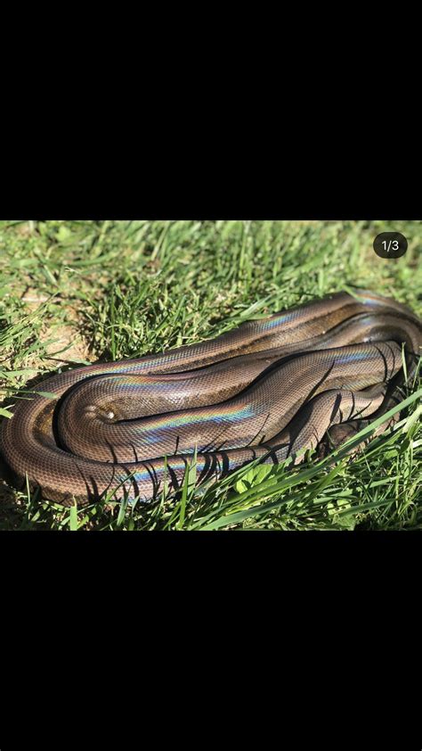 Titanium Reticulated Python Traits Morphpedia