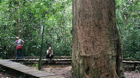 7 Ciri Ciri Pohon Ulin Garda Nasional