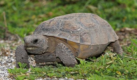 The Gopher Tortoise A Keystone Species In Jeopardy The Gopher Tortoise A Keystone Species In Jeopardy