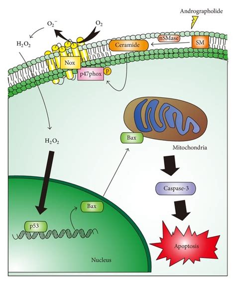 Hypothetical Scheme Of The Signal Pathways In Andrographolide Induced Download Scientific