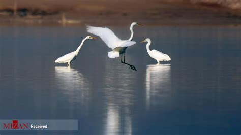 مرغ ماهیخوار در آنکارا