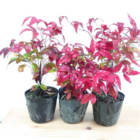 楽天市場オタフクナンテン10苗セット苗 南天 お多福南天 植木 庭木 庭 屋外 正月 縁起物 日陰 常緑 紅葉インテリアグリーンやまのたえん