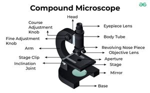 Parts Of Compound Microscope GeeksforGeeks