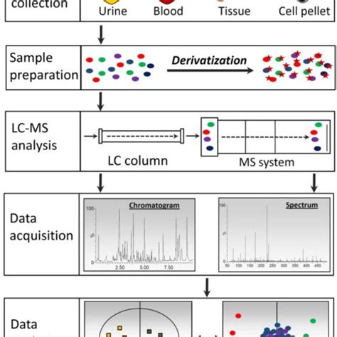 Metabolic Events In Xit And Potential Targets Of Lc Ms Based Download Scientific Diagram