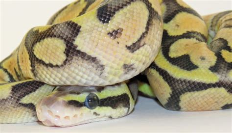 Royal Ball Python Regius Stock Photo Image Of Snake Risk 13275894