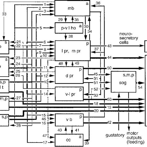 A Simplified Diagram Of Neural Pathways In The Cockroach Brain Some