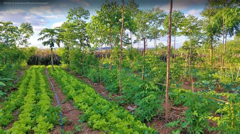 Agroforestry Farming A Sustainable Pathway For Agricultural