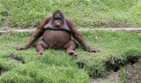 Shocking Indonesias Zoo Keeper Impregnates Female Orangutan Baboon
