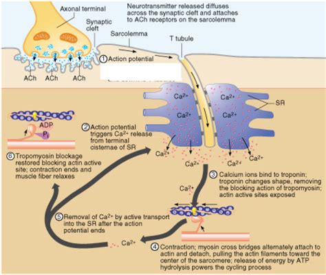 Action Potential Diagram Quizlet