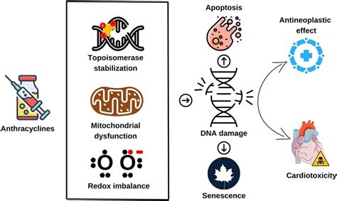 The End Replication Problem The Replication Of The Leading Strand