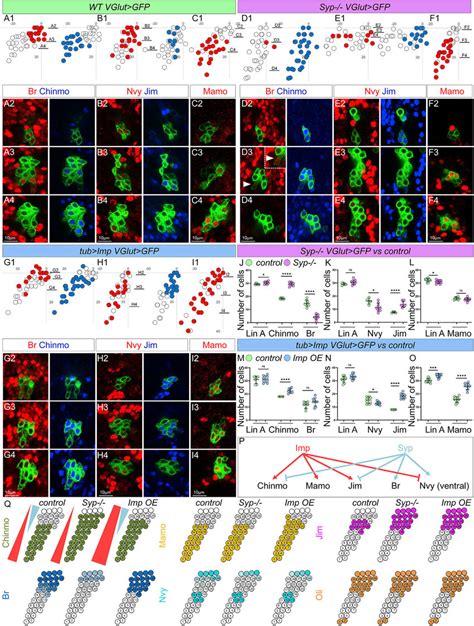 Opposite Expression Of Imp And Syp Shapes The Tf Codes A I Wt Download Scientific Diagram