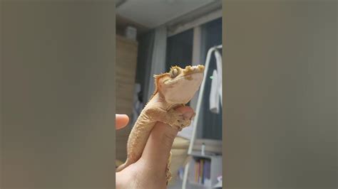 크레스티드 도마뱀 밥 먹는시간 크레스티드 크레스티드게코 도마뱀 파충류키우기 파충류 Youtube