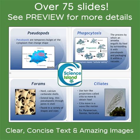Protists PowerPoint Notes And Videos Science Island