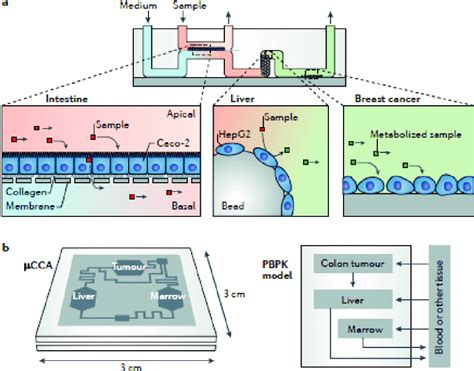 Schematic Of A Body On Chip System A A Microdevice Containing Download Scientific Diagram