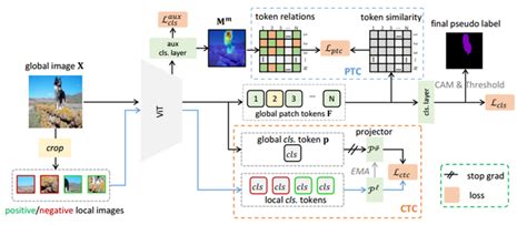 Token Contrast For Weakly Supervised Semantic Segmentation —— Cvpr2023 知乎