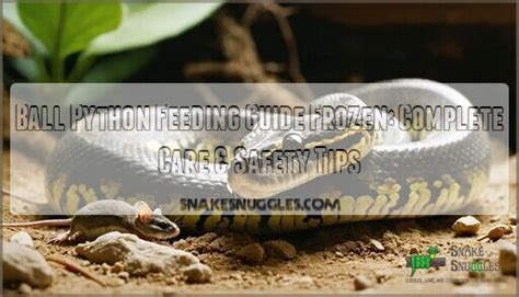 Ball Python Feeding Guide Frozen Complete Care And Safety Tips