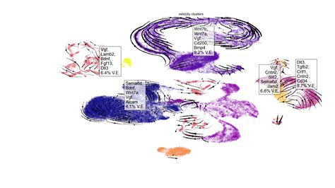 Entrain Spatial Ligand Velocity Analysis With Visiumscrna • Entrain