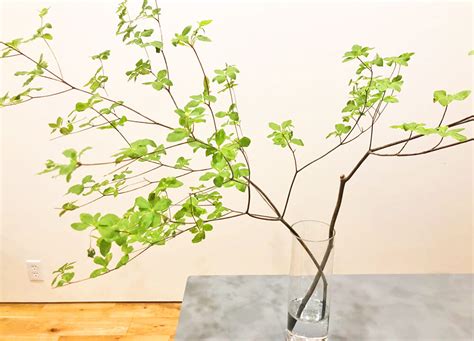 花屋直伝ドウダンツツジ切り枝が枯れる長持ちさせる方法はポイント3つ開運のアンテナ