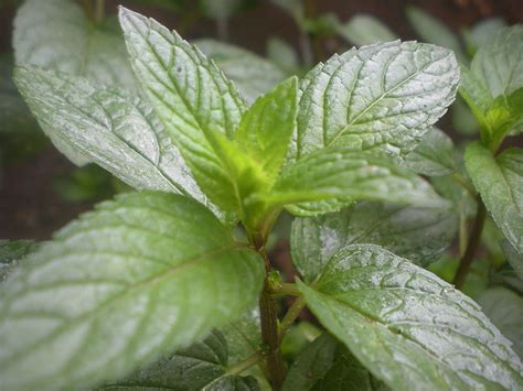 5 Natural Expectorants To Help Rid Your Unrelenting Cough