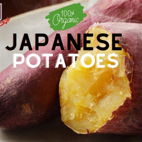Japanese Sweet Potatoes Korean Yam Or Japanese Yam 2 Pound Etsy