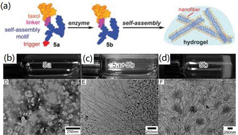 Figure 1 From Enzyme Instructed Self Assembly Of Peptides Process