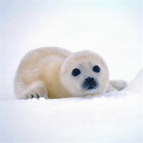 Pin Em Seals