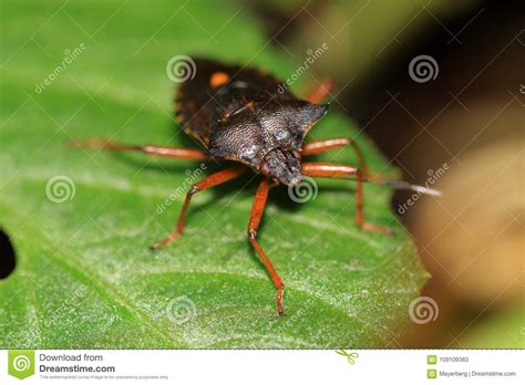 The Red Footed Shield Bug Pentatoma Rufipes Sometimes Called Forest Bug Stock Image Image Of