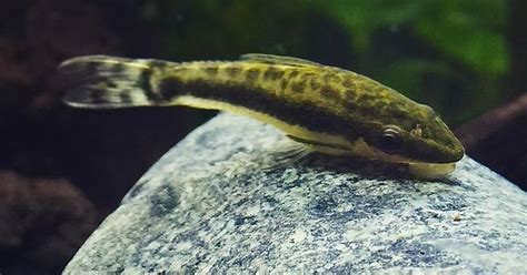 otocinclus album on imgur