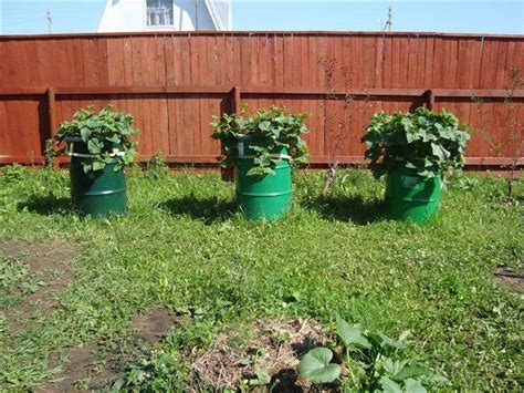 Як посадити і виростити огірки в бочці крок за кроком