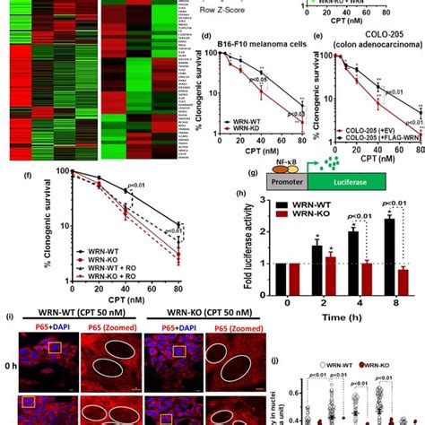 Wrn Regulates Activation Of Nf‐κb Gene Expression And Induces Intrinsic Download Scientific