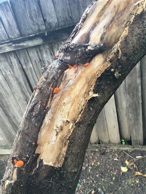 Forum Lemon Tree Bark Splitting
